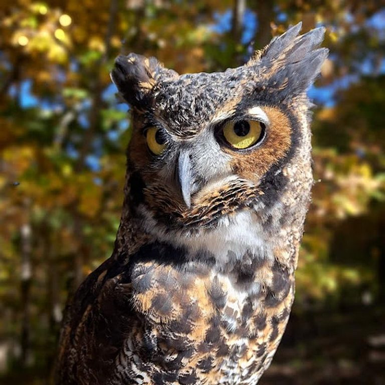 Home - World Bird Sanctuary