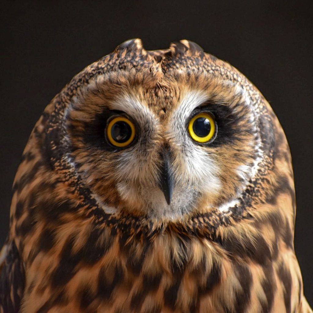 Short-Eared Owl - Rose - World Bird Sanctuary