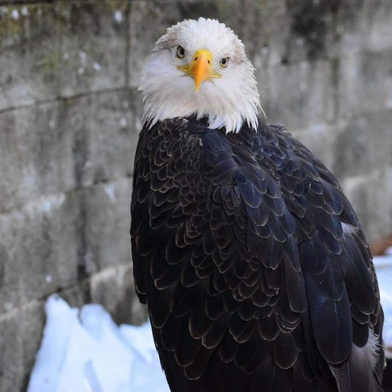 Home - World Bird Sanctuary