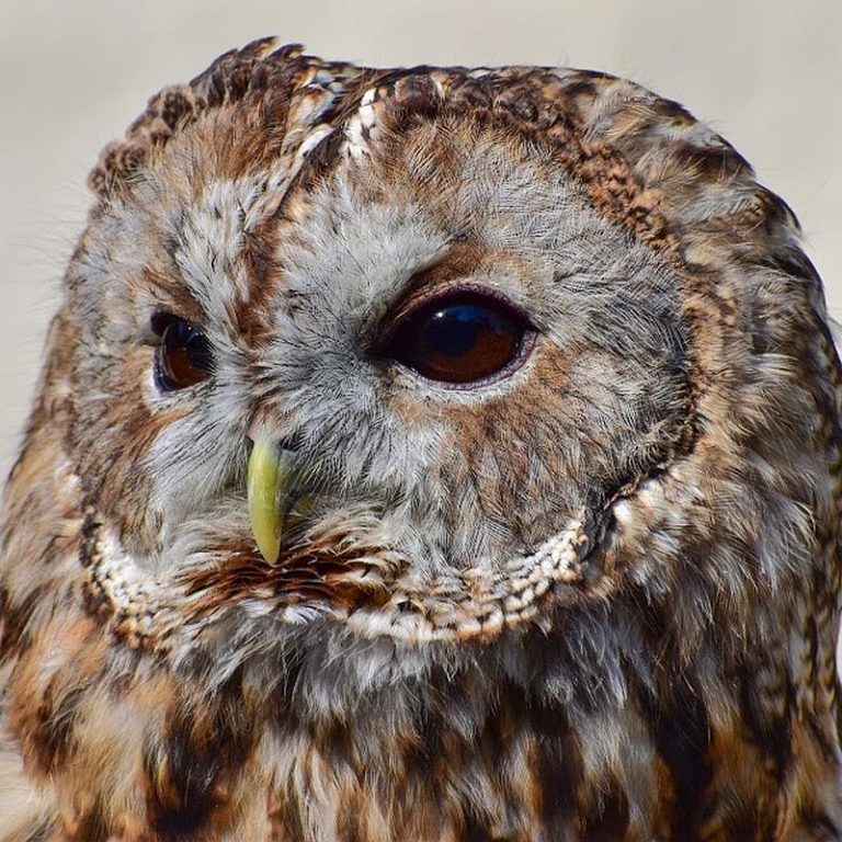 Great Horned Owl - Cecil - World Bird Sanctuary