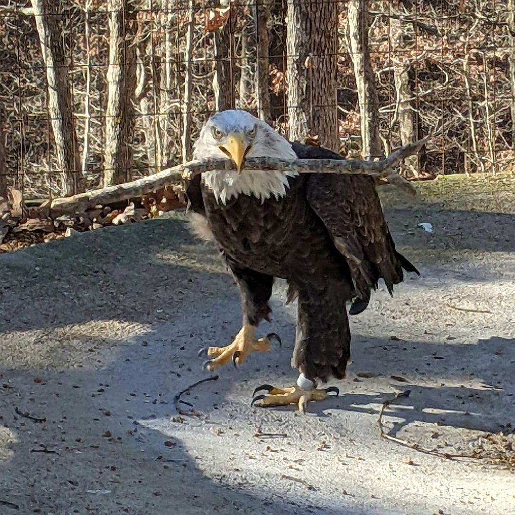 Visit - World Bird Sanctuary