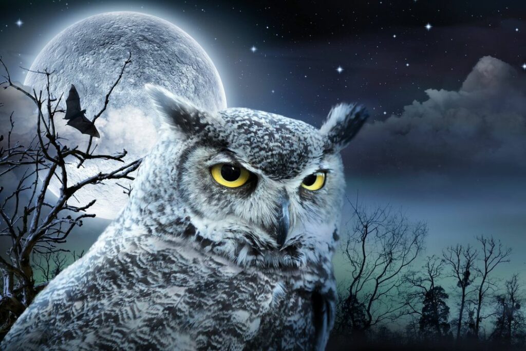 Home - World Bird Sanctuary