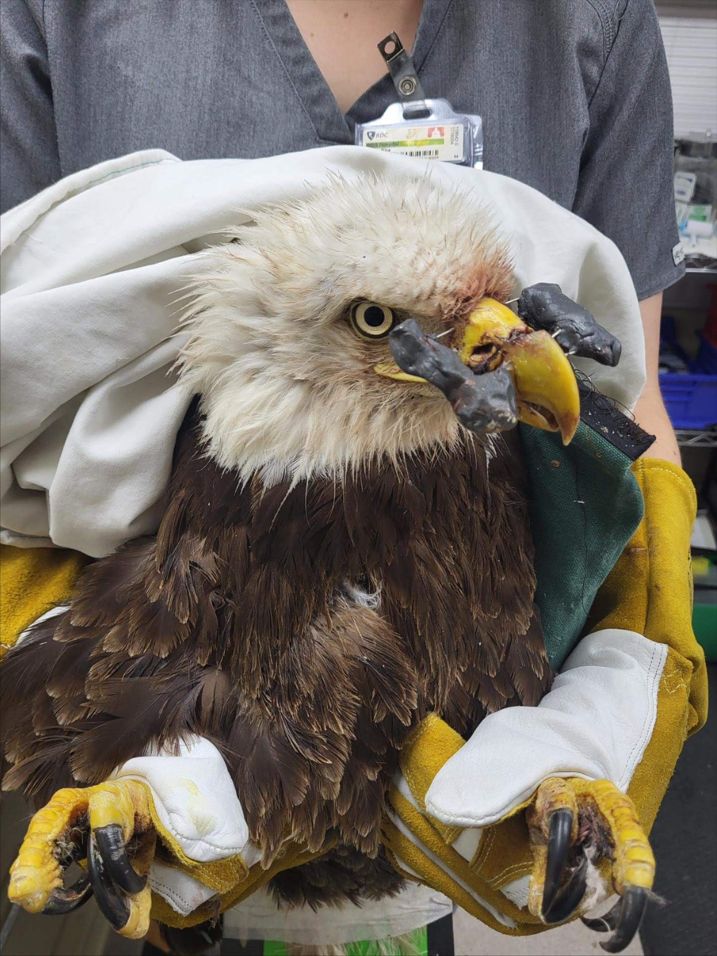 A Shot Bald Eagle Sees Hope - World Bird Sanctuary