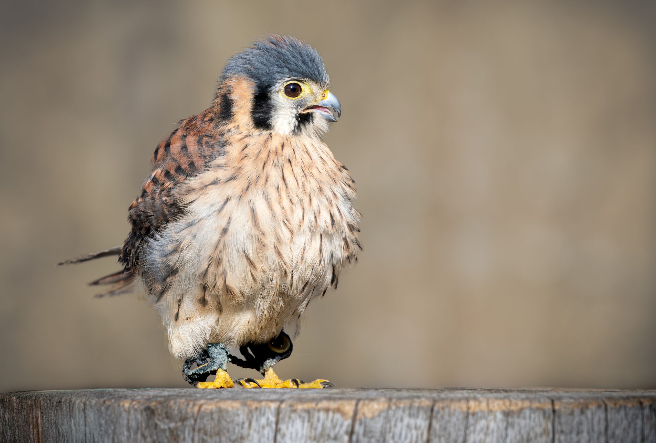 Events - World Bird Sanctuary