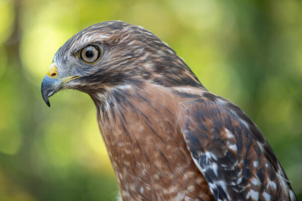 Programs - World Bird Sanctuary